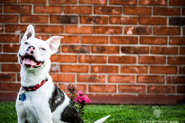 Michelle Barabash’s dog Louie – KiddNation