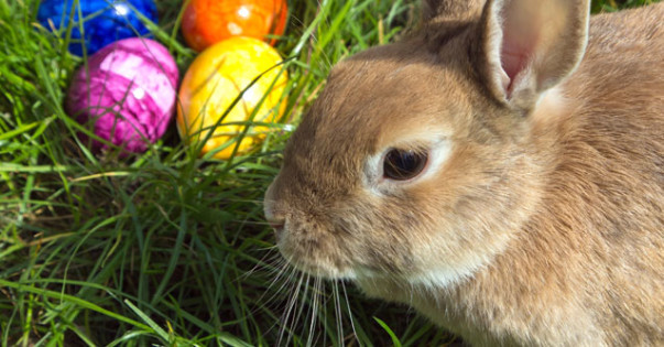 Throwback Thursday: Craigslist Easter – KiddNation