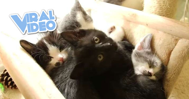 Viral Video: Using cats to help you meditate – KiddNation