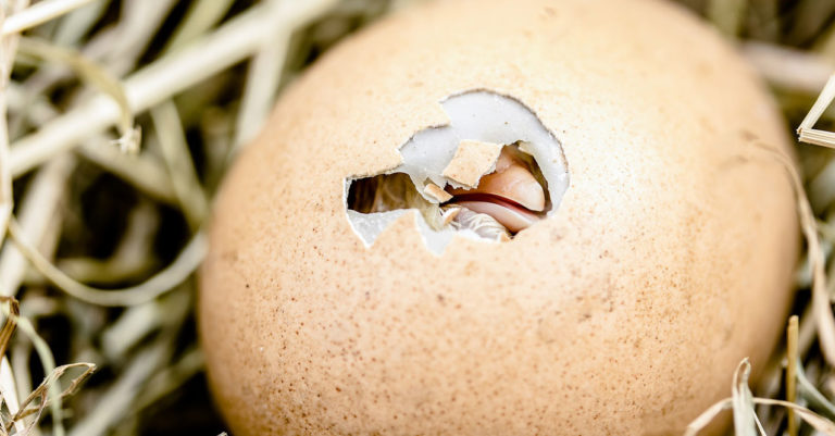 Throwback Thursday: Big Al’s Easter Chicken – KiddNation