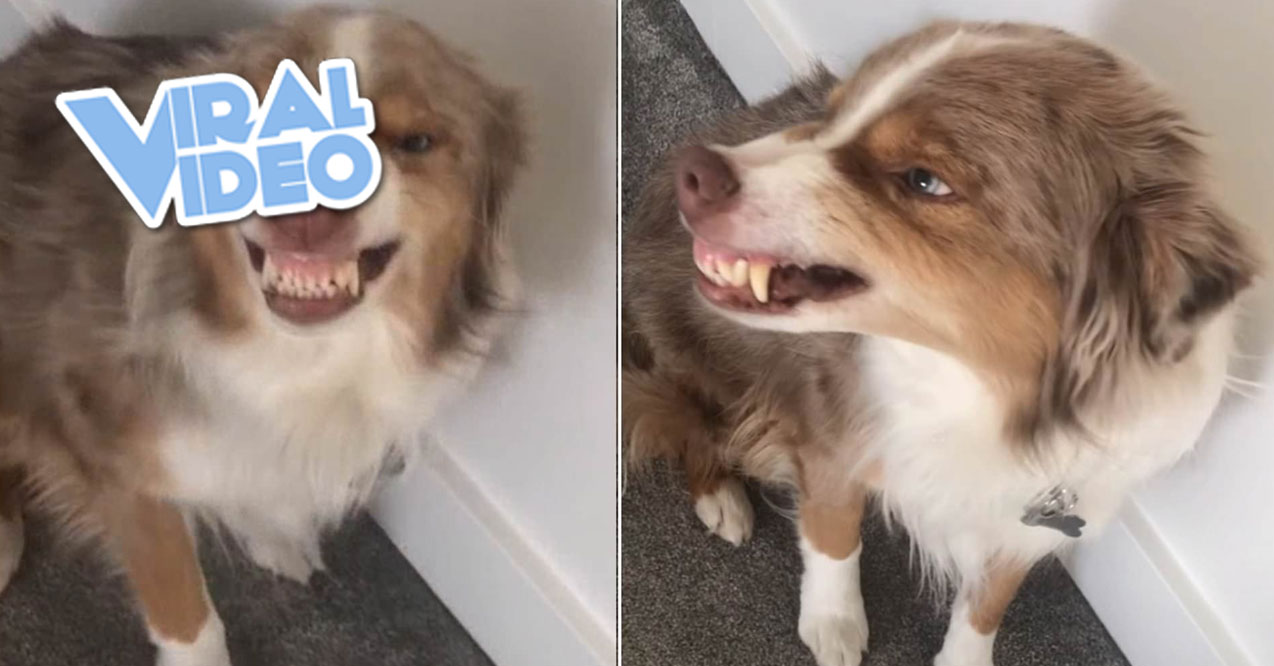 Viral Video: Dog Hides Guilt With Super Cheeky Smile – KiddNation