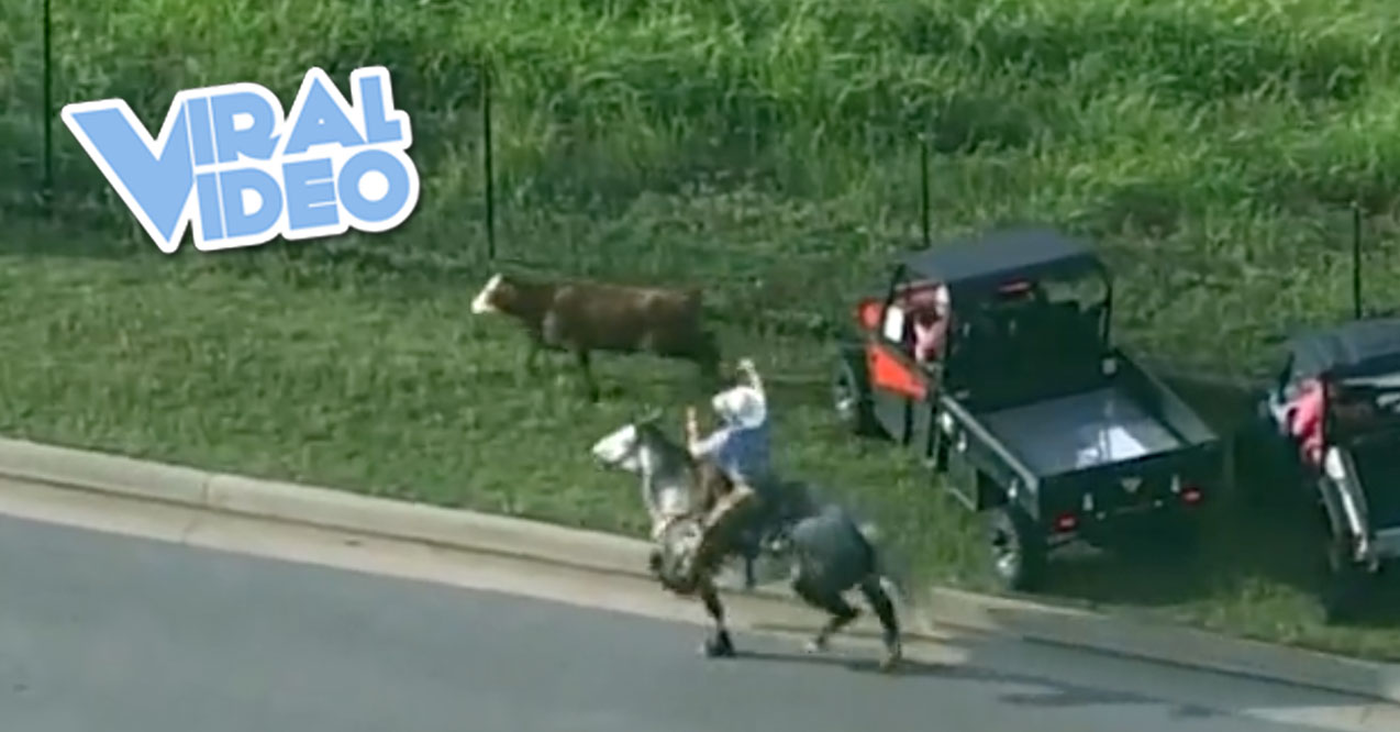 Viral Video: Escaped Cow on a Highway – KiddNation