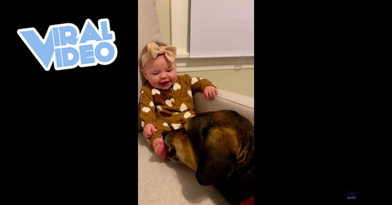 Viral Video: A Baby Giggling Because a Dog – KiddNation
