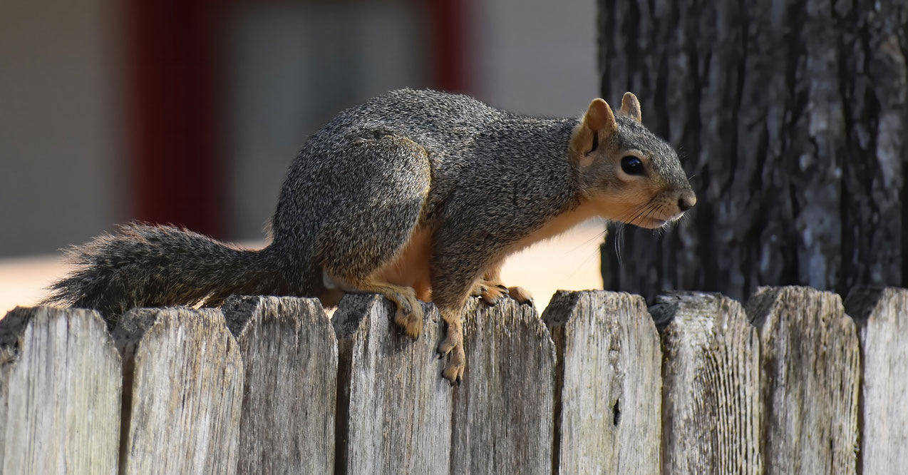 SCARY Wild Animal Encounters – KiddNation