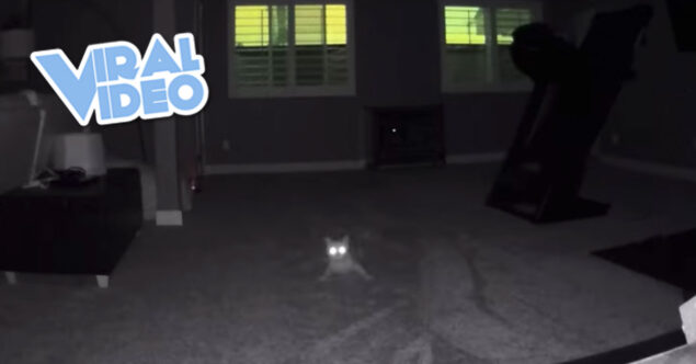 Viral Video: A Surprised Cat’s Eyes Light Up Like It’s Electrocuted ...