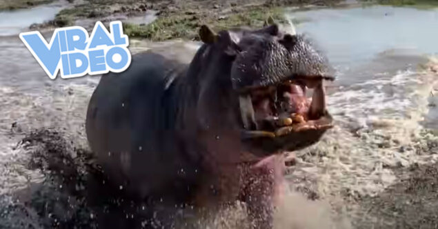 Viral Video: Grumpy Hippo Bites Into a Land Cruiser – KiddNation