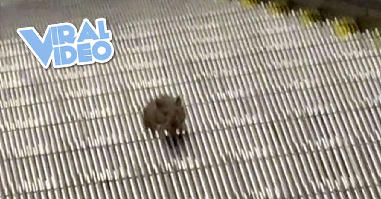 Viral Video: “Rocky” the Rat Tries to Run Up a Down Escalator – KiddNation