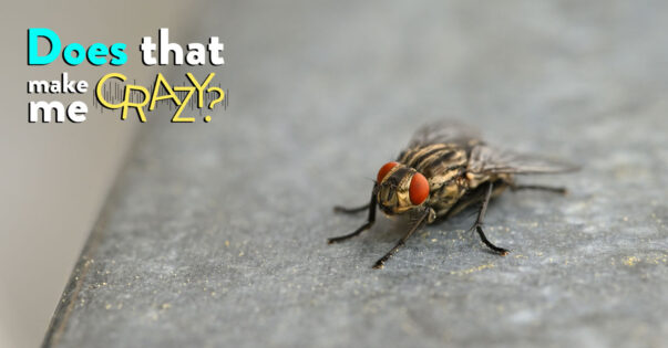 Does That Make Me Crazy?! – Catching Flies – KiddNation