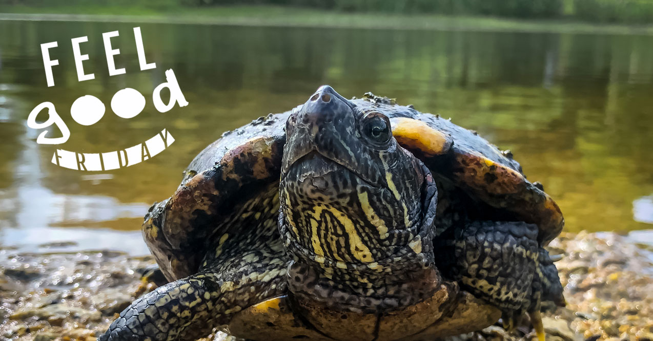 Feel Good Friday – Dirty Turtle – KiddNation