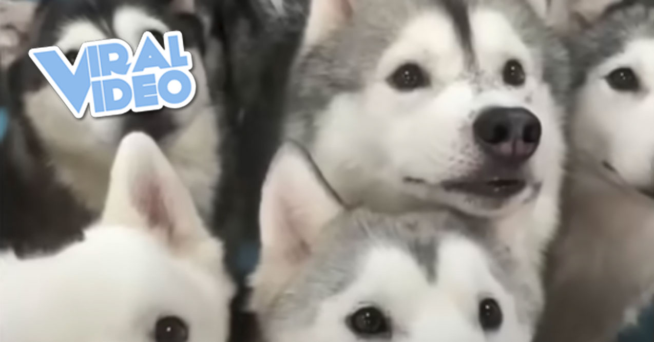 Viral Video: 100 Huskies Escaped from a Pet Café in China – KiddNation