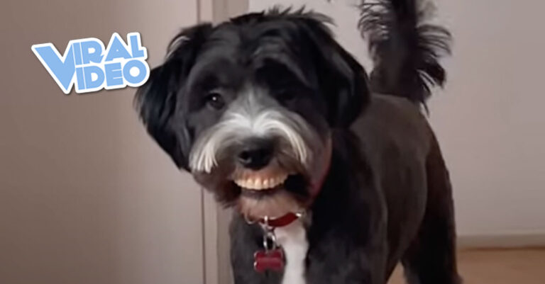 Viral Video: Dog Steals Grandma’s Dentures – KiddNation