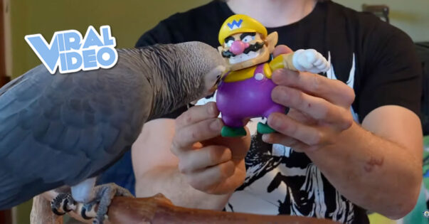 Viral Video: Apollo The Genius Parrot – KiddNation